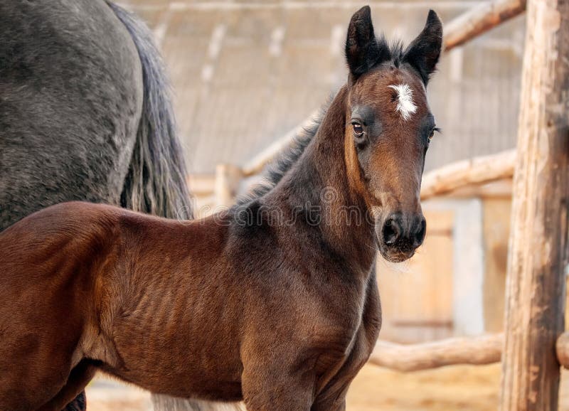 Portrait of a bay foal stock image. Image of baby, nature - 70200709