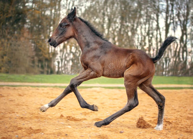 Portrait of a bay foal stock image. Image of baby, nature - 70200709