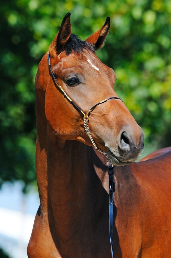 Young Bay Stallion in Paddock Stock Photo - Image of foal, outdoor ...
