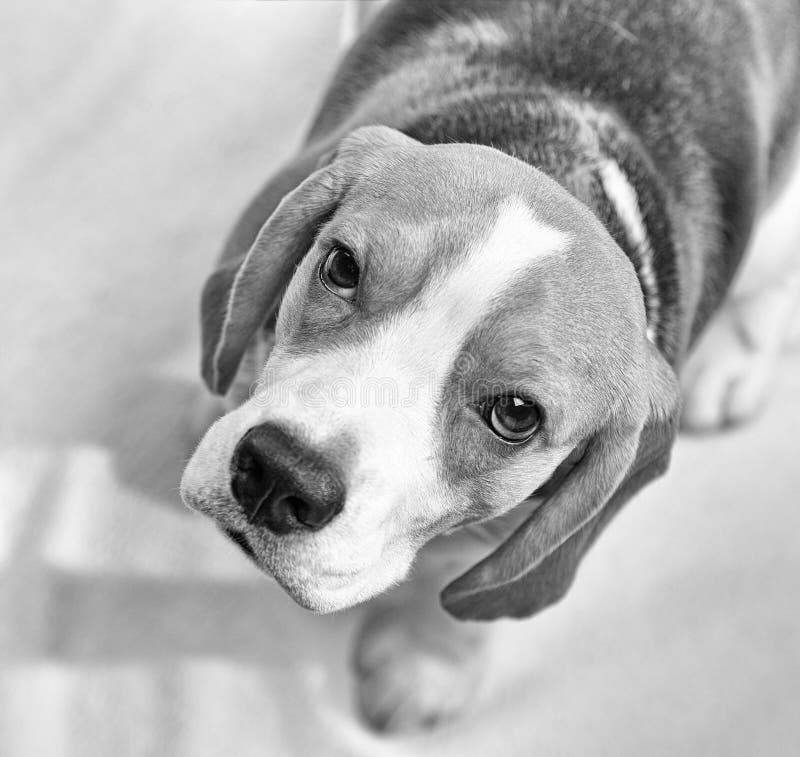Portrait of beagle dog stock photo. Image of purebred - 30631596
