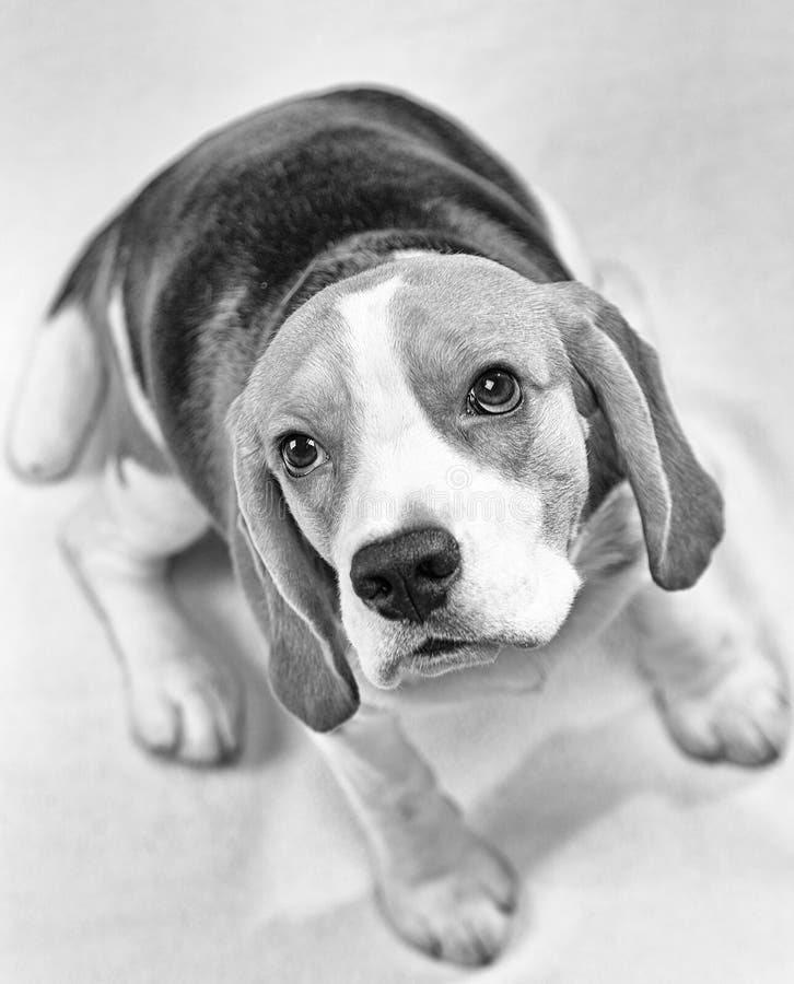 Portrait of beagle dog stock photo. Image of purebred - 30631596