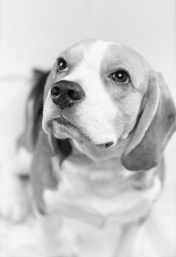 Portrait of beagle dog stock photo. Image of looking - 30631586