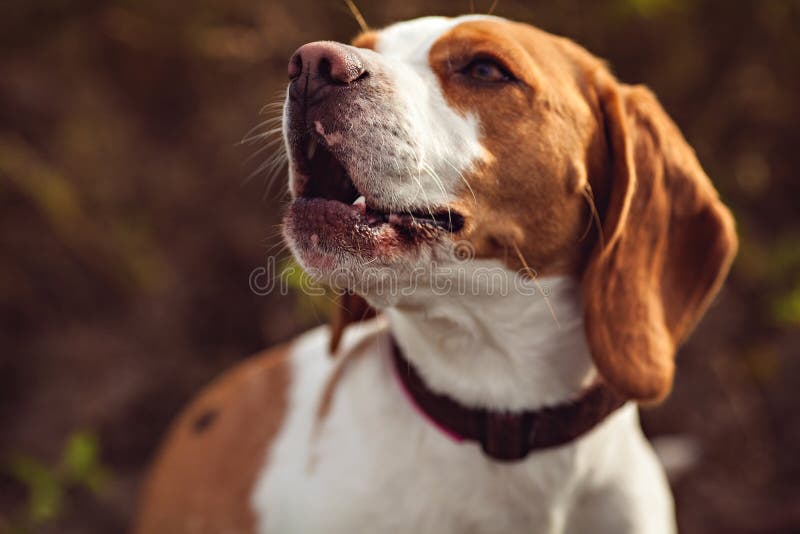 Portrait of Beagle Dog stock photo. Image of domestic - 90903576