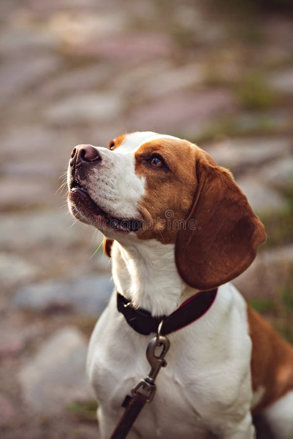 Portrait of Beagle Dog stock photo. Image of beagle, english - 90904992