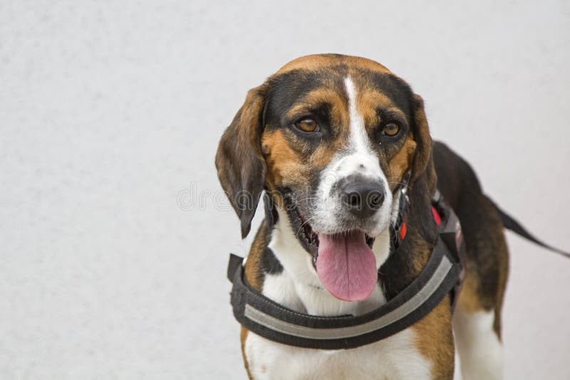 Beagle Portrait with Waving Ears Stock Photo - Image of british, wind ...