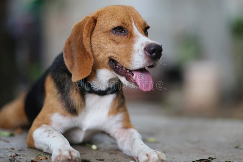 Portrait of a Beagle Dog Outdoor. Stock Photo - Image of adult, grass ...