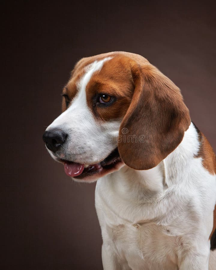 Portrait of beagle dog stock photo. Image of purebred - 30631596
