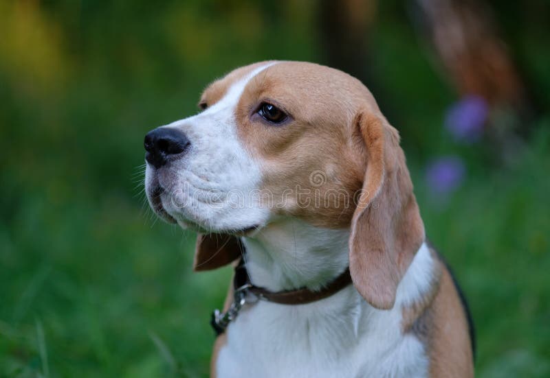 Portrait of a beagle dog stock photo. Image of doggie - 88459484