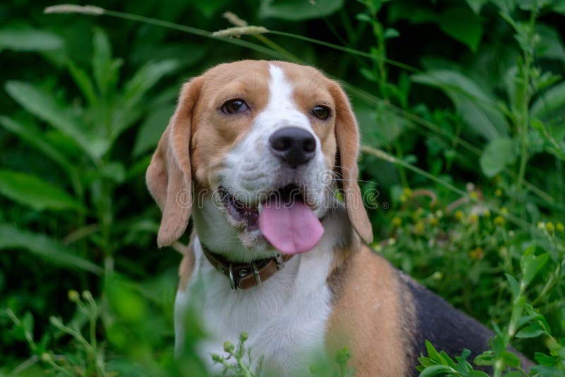 Portrait of a beagle dog stock photo. Image of doggie - 88459484