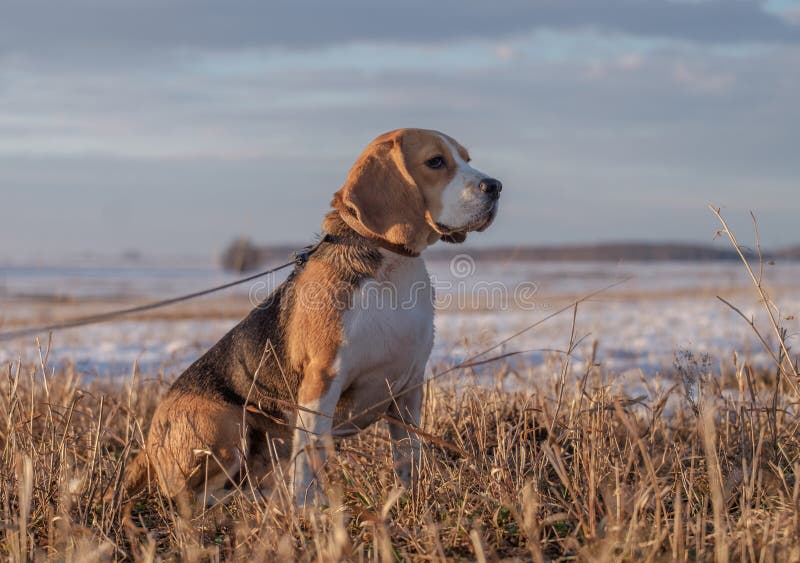 Portrait of a Beagle on a Spring Walk Stock Image - Image of portrait ...