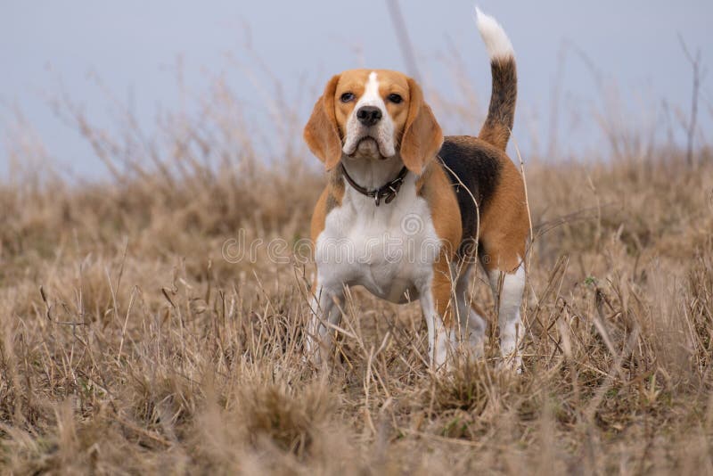 Portrait of a Beagle on a Spring Walk Stock Photo - Image of look ...