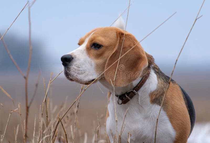 Portrait of a Beagle on a Spring Walk Stock Photo - Image of cute ...