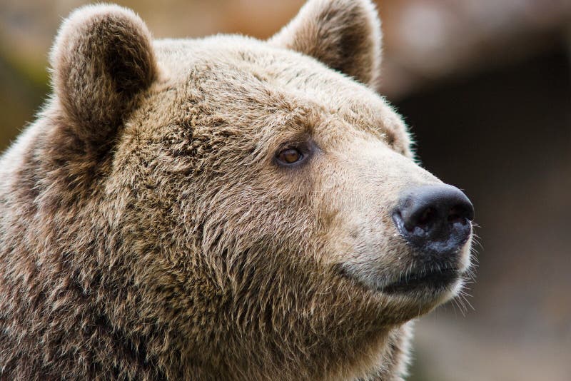 Brown Bear Yawning stock image. Image of grizzly, animal - 53404853