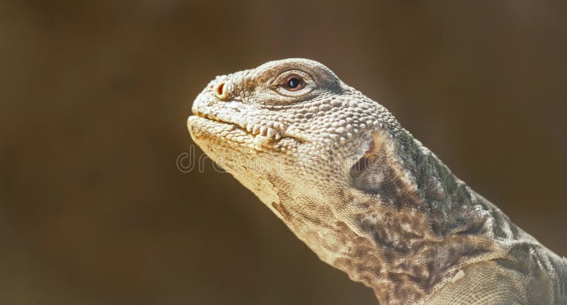 Portrait of a Bearded Agama. Stock Photo - Image of lizard, white: 89861568