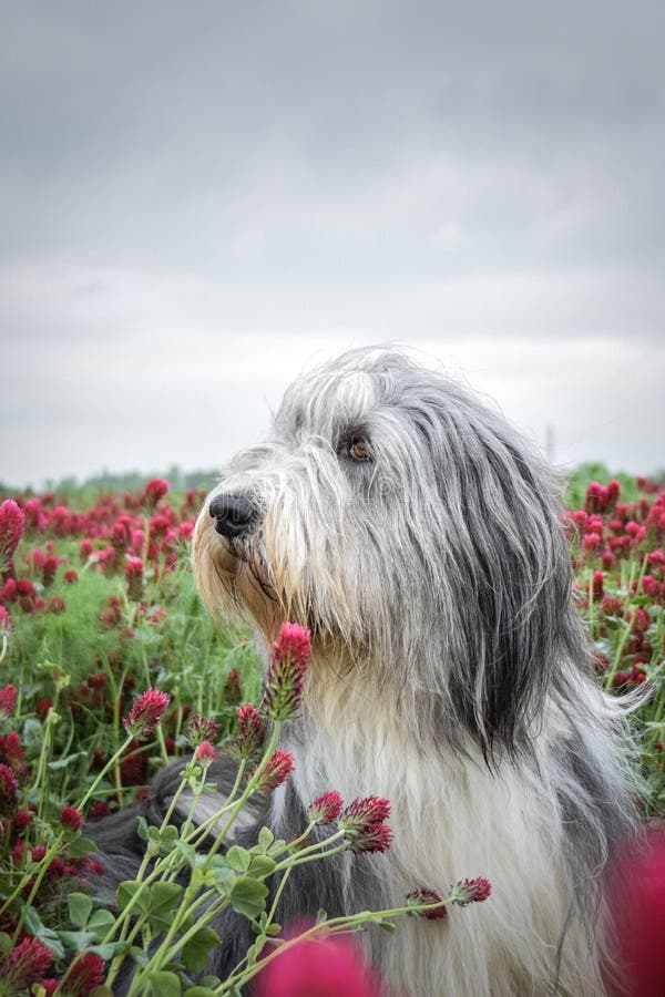 Portrait of Bearded Collie, Who is Watching on Birds on the Sky Stock ...