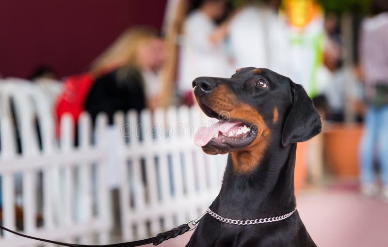Portrait of Beauceron stock photo. Image of breed, open - 92591942