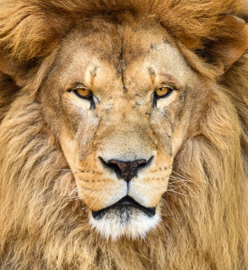 Portrait of Beautiful African Lion Stock Photo - Image of king ...