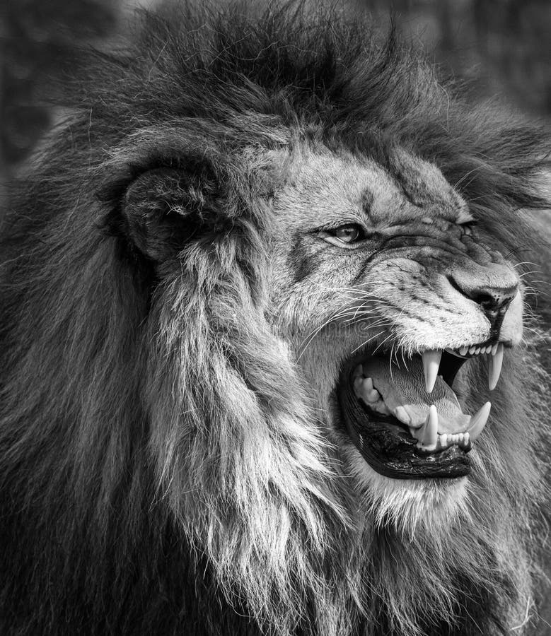 Black White High Contrast Lion Stock Photos - Free & Royalty-Free Stock ...