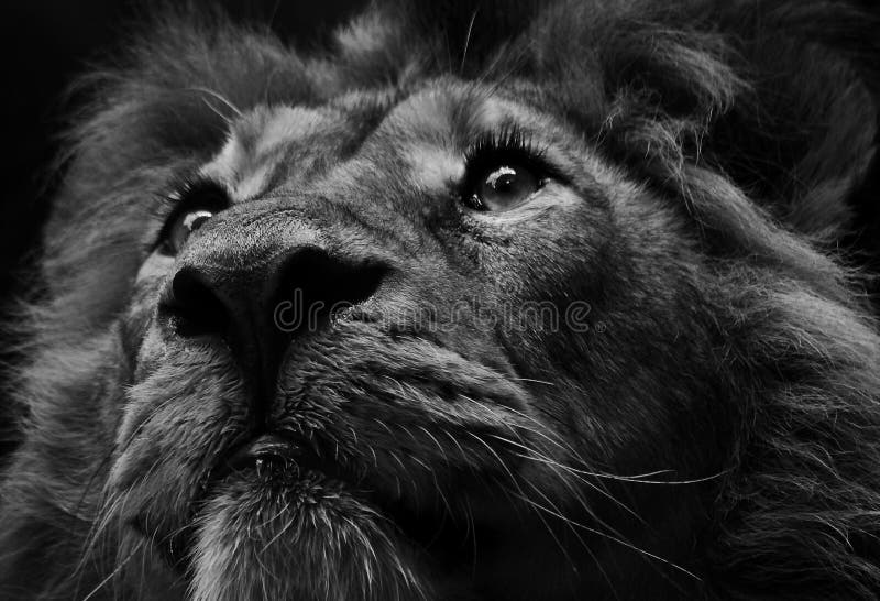 Black White High Contrast Lion Stock Photos - Free & Royalty-Free Stock ...