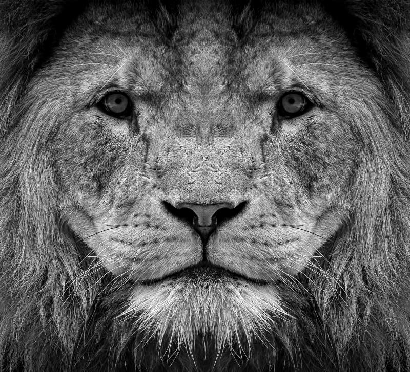Lion High Contrast Stock Photos - Free & Royalty-Free Stock Photos from ...
