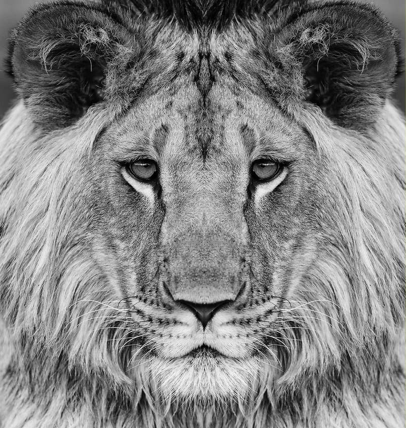 Black White High Contrast Lion Stock Photos - Free & Royalty-Free Stock ...