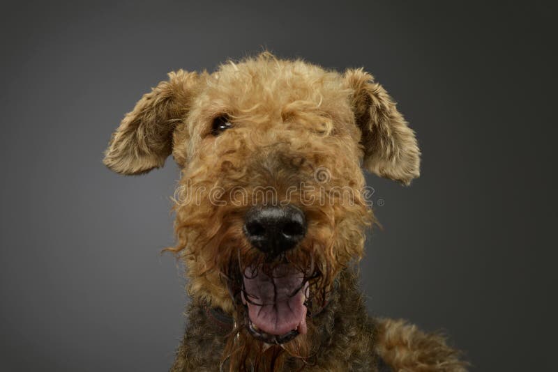 Portrait of a Beautiful Airedale Terrier Stock Image - Image of nose ...