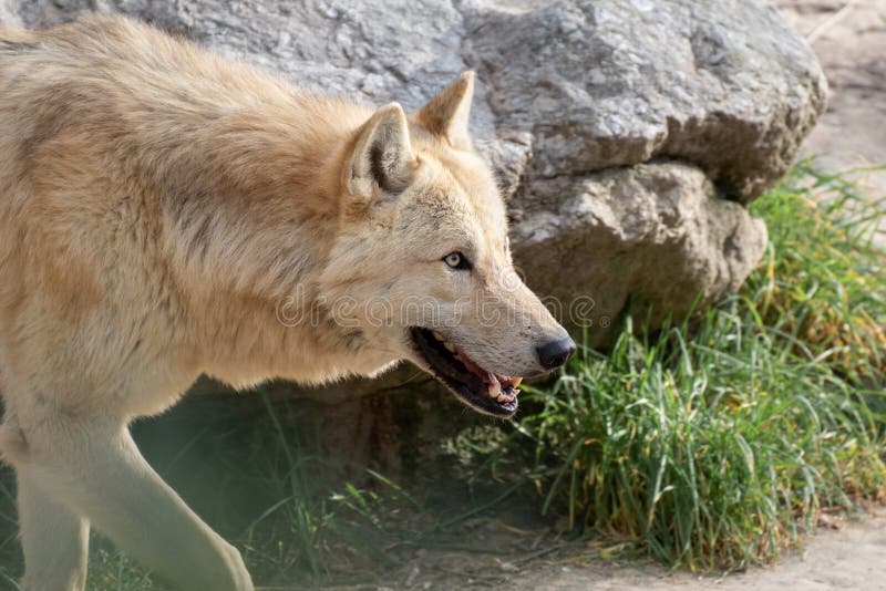 Portrait a Beautiful Amber Western Wolf Stock Image - Image of ...