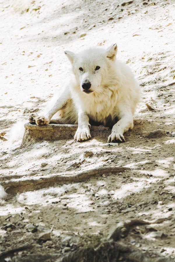 Arctic White Wolf Lying Down Stock Photo - Image of predator, face ...