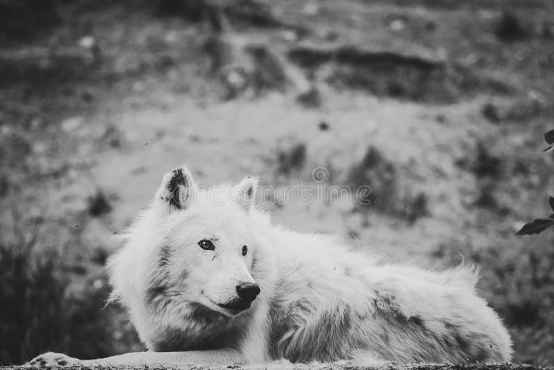 Portrait of a Beautiful Arctic Wolf Stock Photo - Image of portrait ...