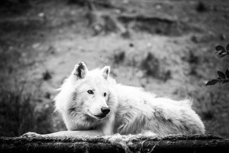 Portrait of a Beautiful Arctic Wolf Stock Photo - Image of predator ...