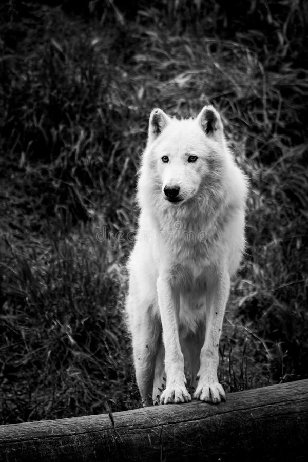 Portrait Of A Beautiful Arctic Wolf Stock Photo - Image of portrait ...