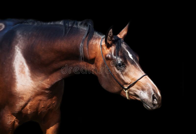 Portrait of Beautiful Bay Arabian Colt at Black Background Stock Image ...