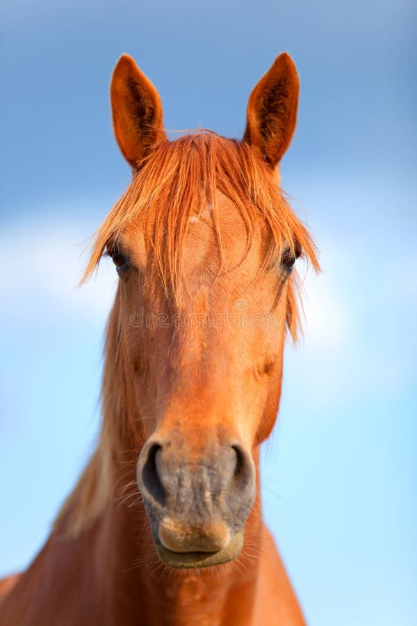 Portrait of a Beautiful Bay Horse Outdoors Stock Image - Image of ...