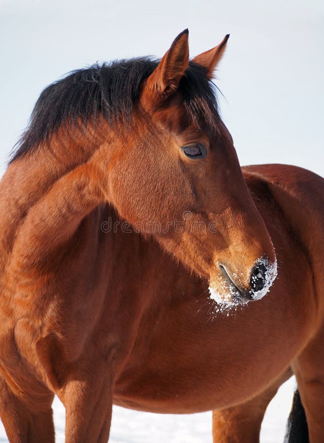 Portrait of Beautiful Bay Horse Stock Photo - Image of winter, season ...