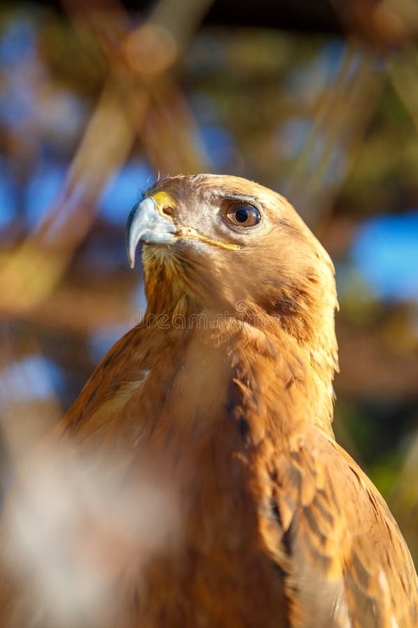 Portrait of a Beautiful Bird Hawk Close-up Stock Image - Image of bill ...