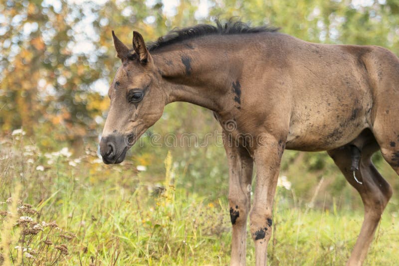 Portrait of Beautiful Black- Brown Colt Posing at Field . Cloudy Fall ...