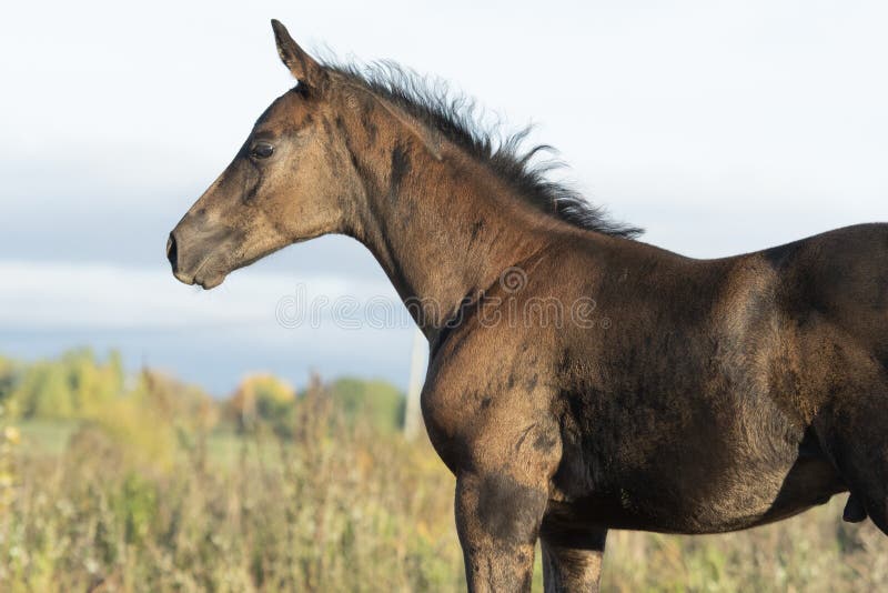 Portrait of Beautiful Black- Brown Colt Posing at Sunny Evening Stock ...
