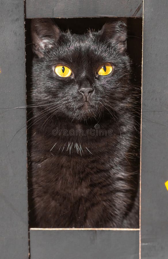 Beautiful Black Cat Sitting in a Box. Stock Photo - Image of empty ...