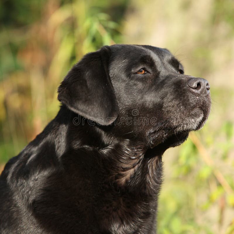 Portrait of Beautiful Black Labrador Retriever in Nature Stock Image ...