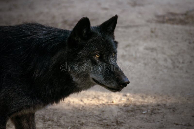 Portrait of a Beautiful Black Northwestern Wolf Stock Photo - Image of ...