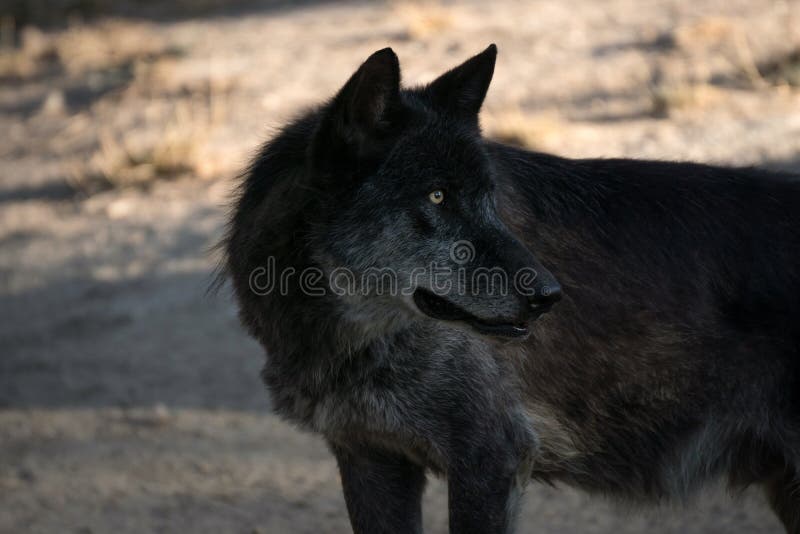 Portrait of a Beautiful Black Northwestern Wolf Stock Image - Image of ...