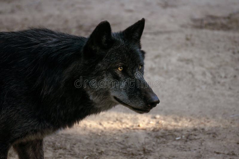 Black Wolf Stock Photos - Download 13,507 Royalty Free Photos