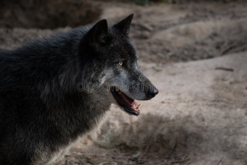 Portrait Of A Beautiful Black Northwestern Wolf Stock Photo - Image of ...