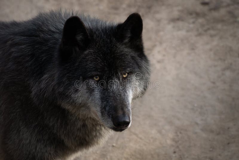 Portrait Of A Beautiful Black Northwestern Wolf Stock Photo - Image of ...