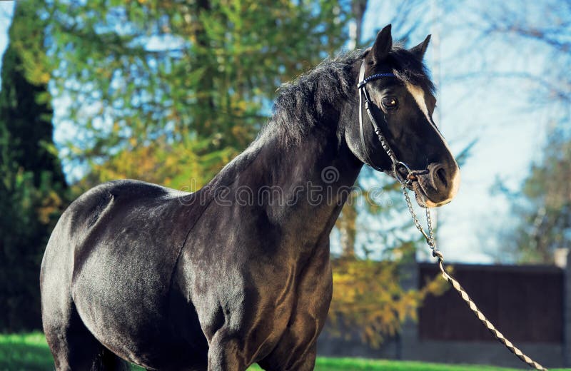Portrait of Beautiful Black Welsh Pony Stock Image - Image of summer ...