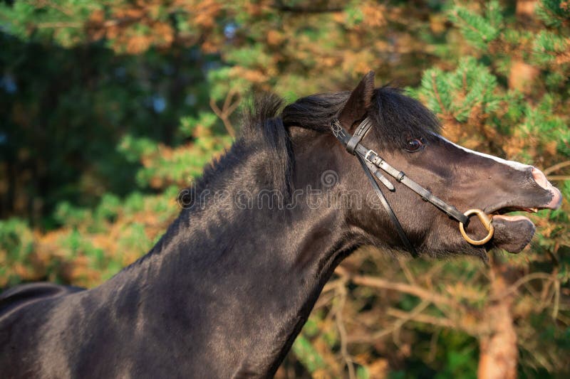 Portrait of Beautiful Black Welsh Pony in Emotion Stock Image - Image ...