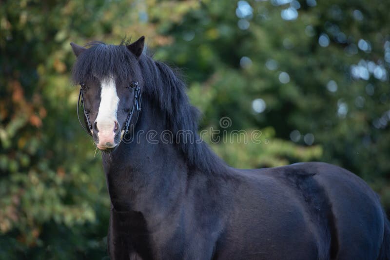 453 Welsh Pony Black Stock Photos - Free & Royalty-Free Stock Photos ...