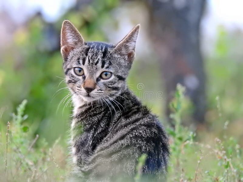The Portrait of a Beautiful Brindle Kitten Stock Image - Image of pets ...