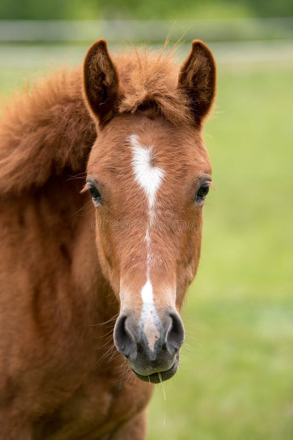 Portrait Brown Colt in Summer Stock Photo - Image of beautiful ...