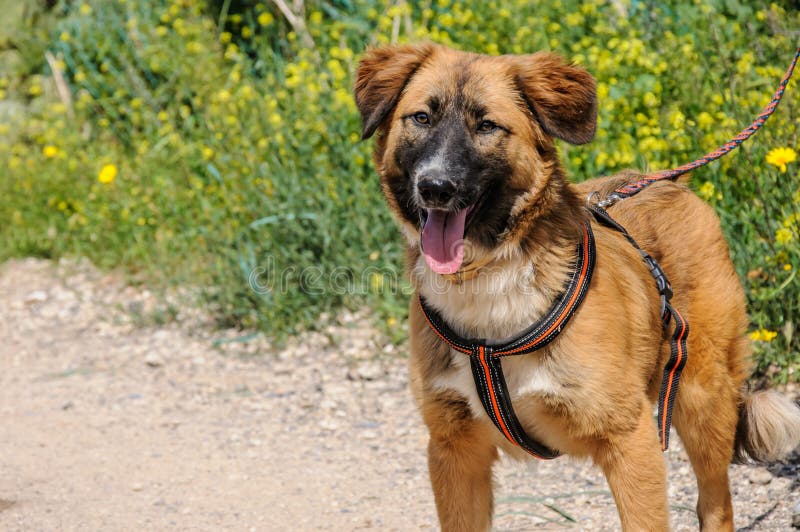 Portrait of Beautiful Brown Dog in the Meadow Stock Photo - Image of ...